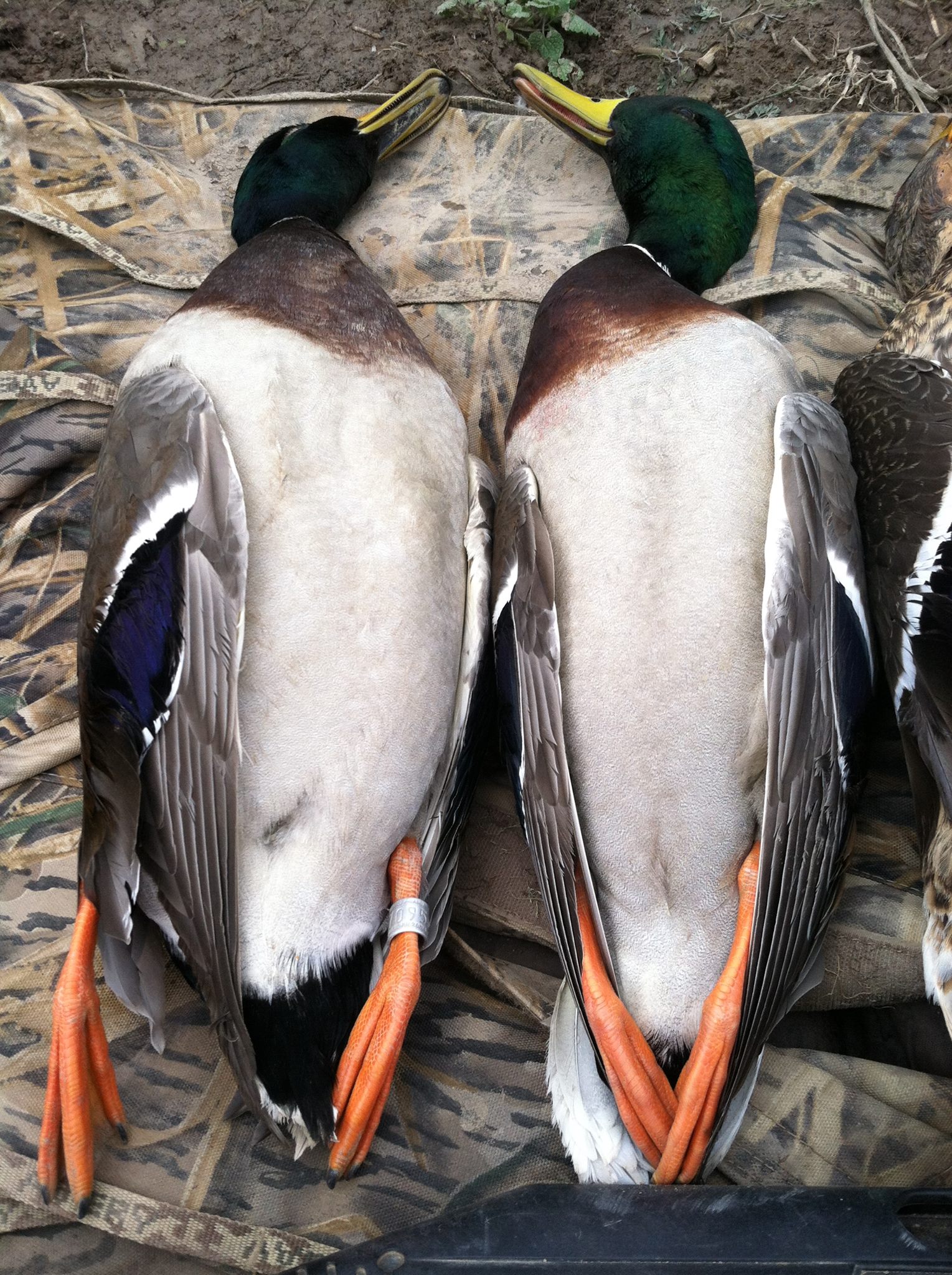 Waterfowling | Upstate Guide Service