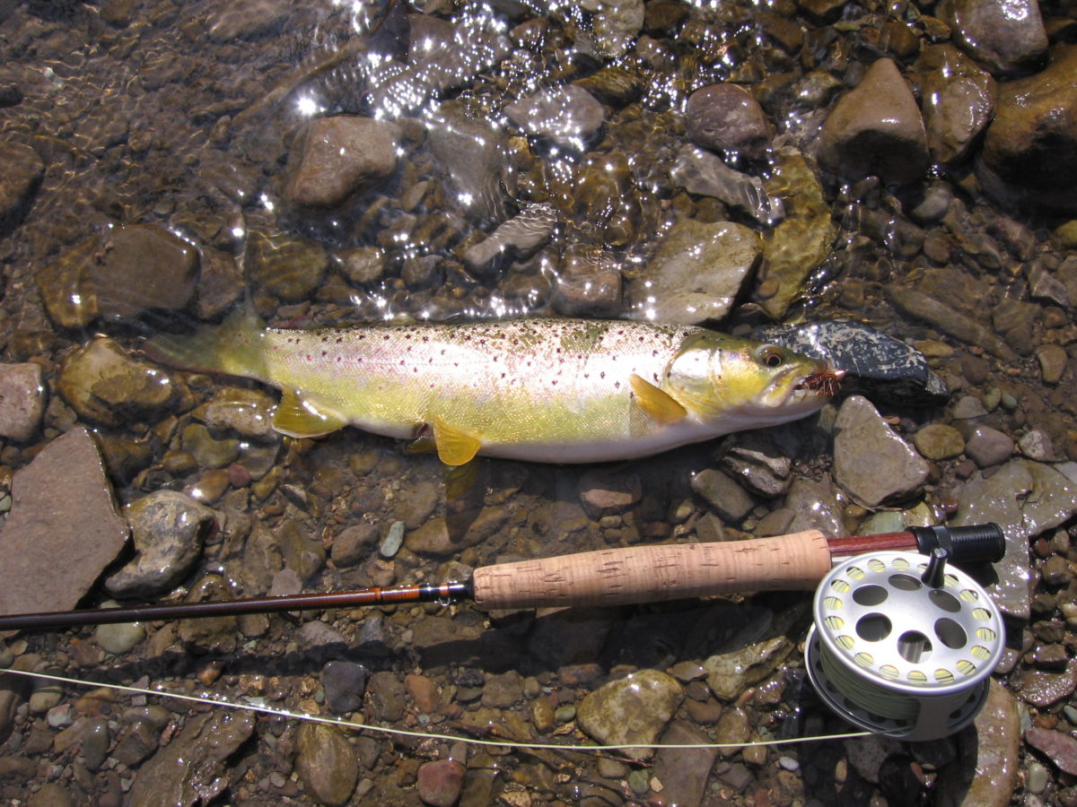 The Wonder Rod | Upstate Guide Service