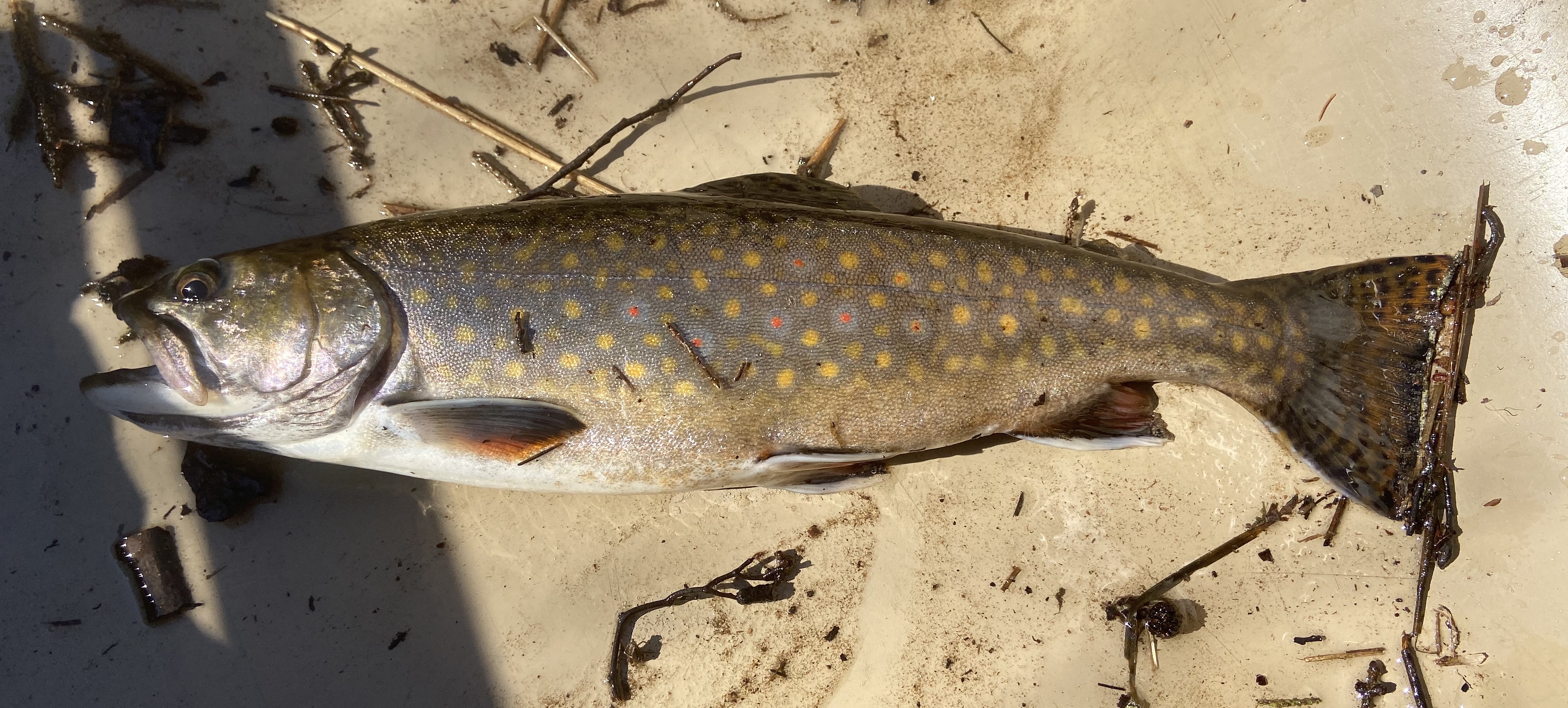 An Adirondack Wilderness Trout Fishing Trip — Part Four | Upstate Guide ...