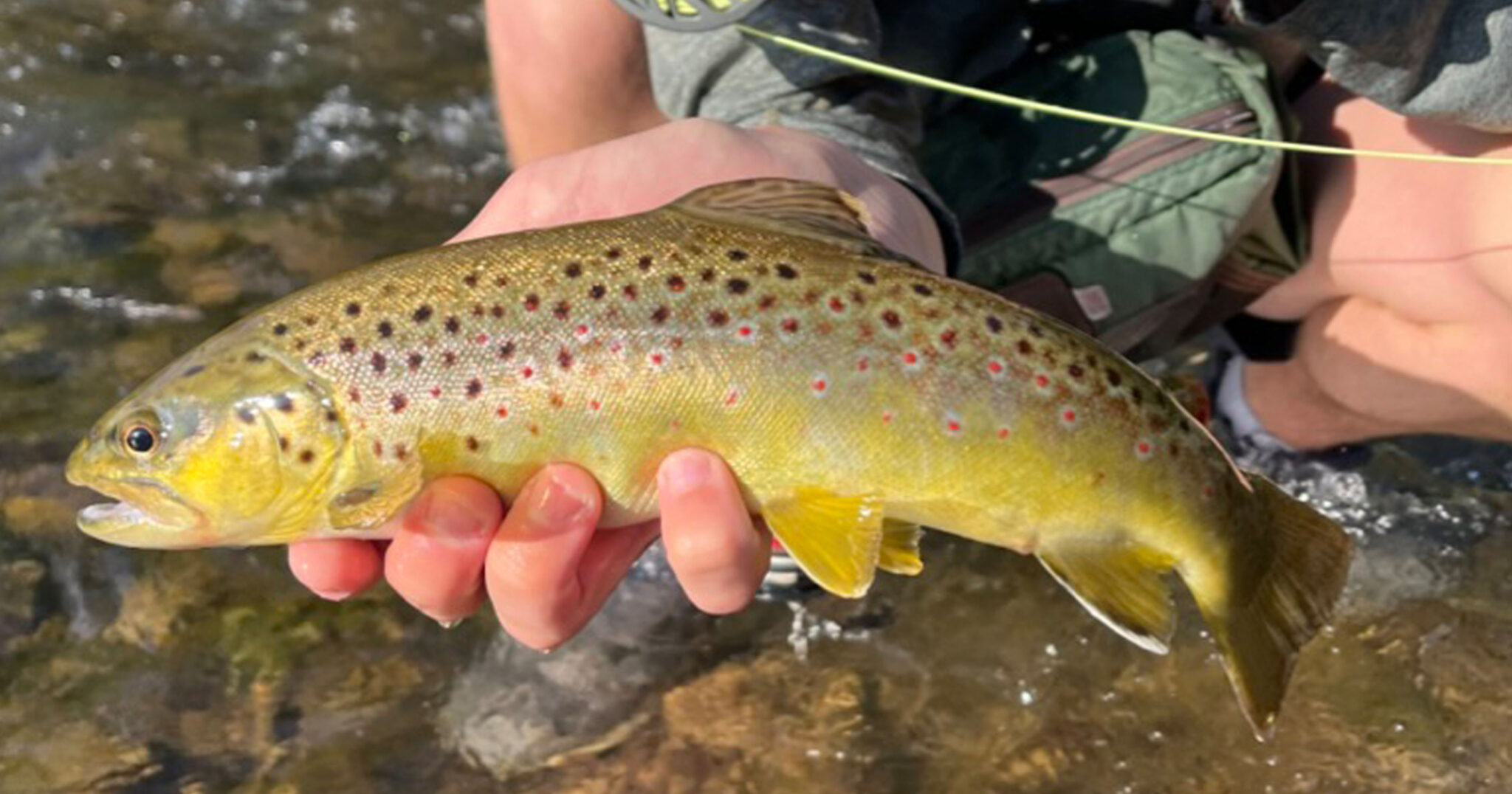 A Trout Stream Epiphany | Upstate Guide Service