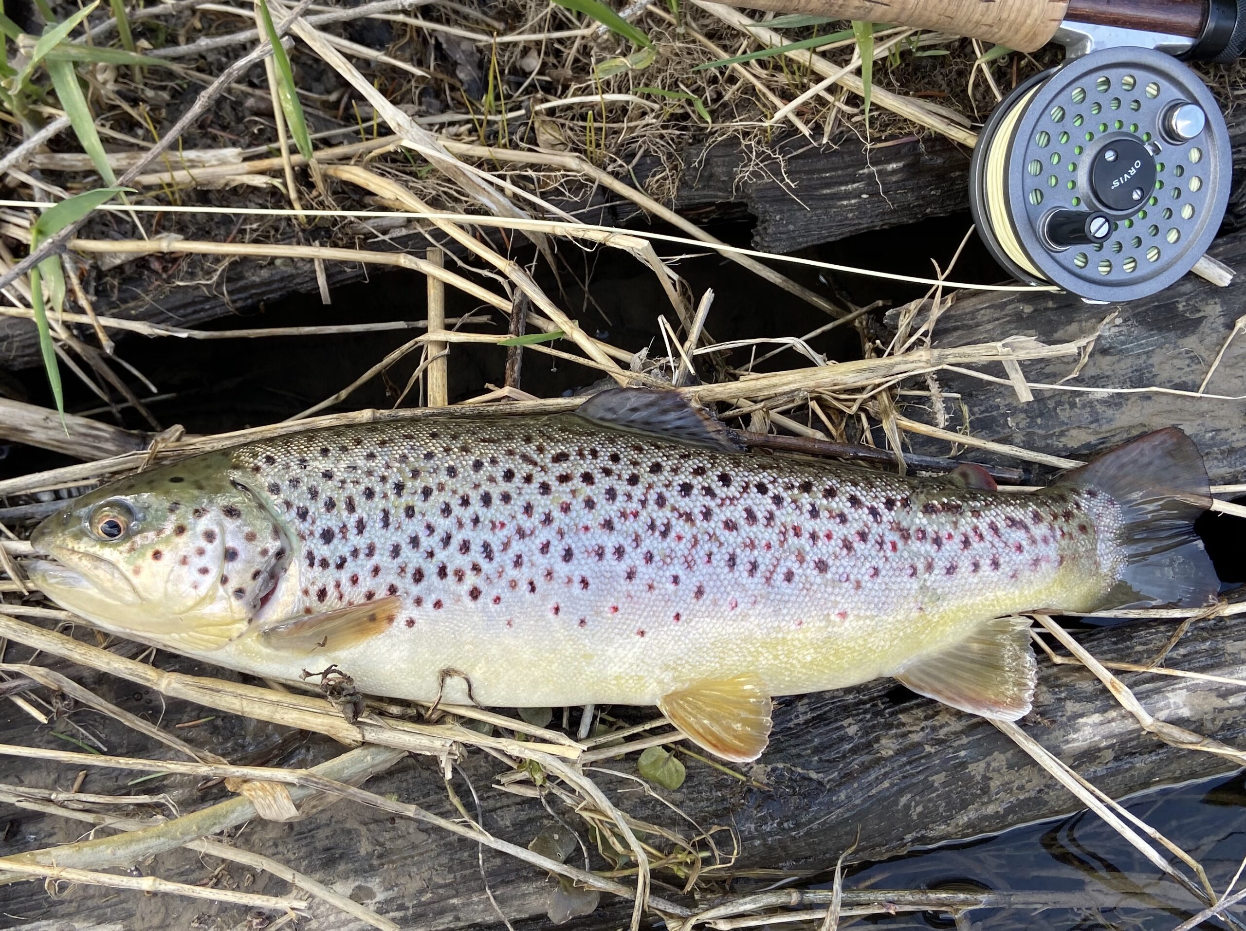 Small Stream Fly Fishing | Upstate Guide Service