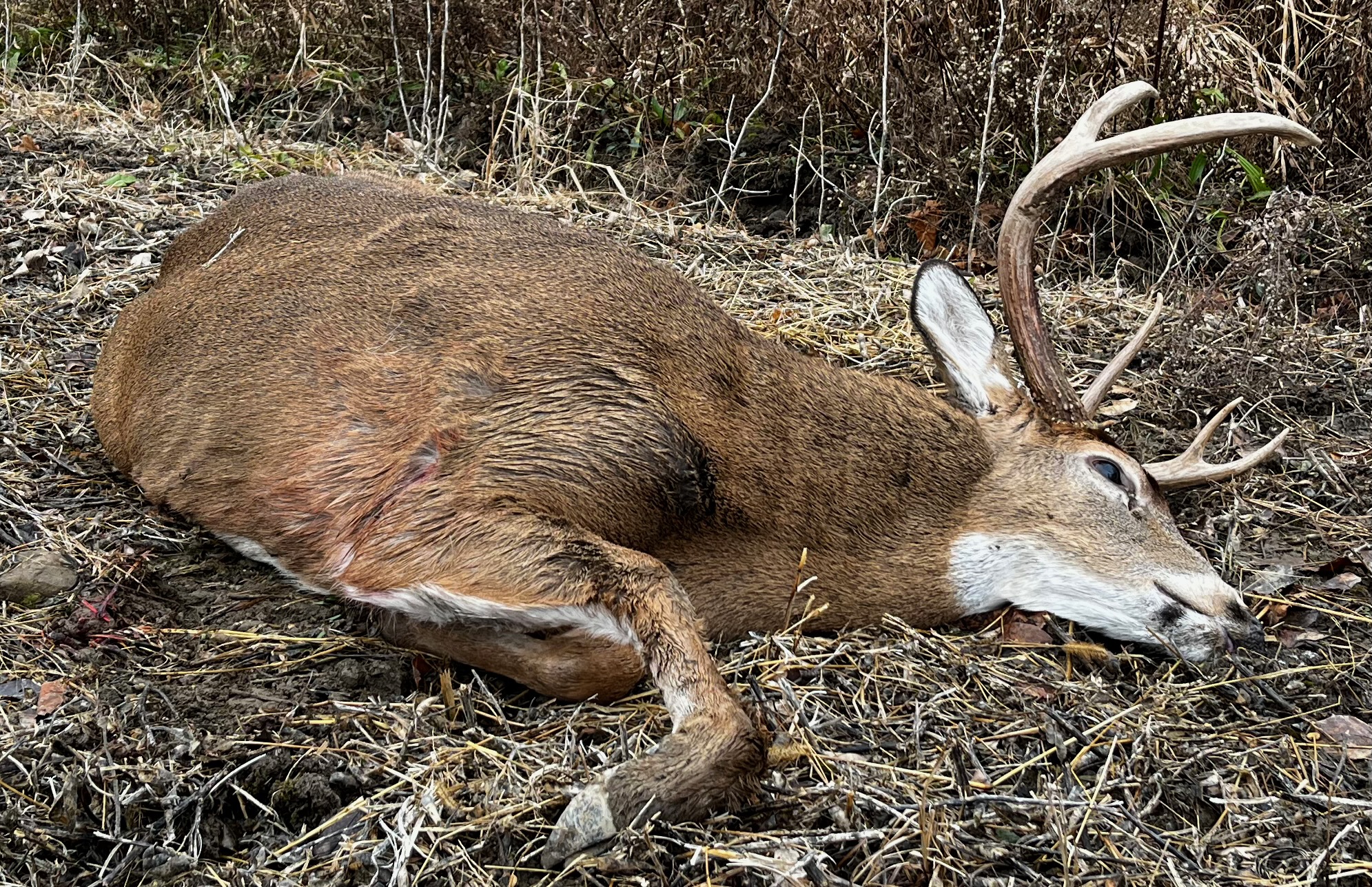Hunting | Upstate Guide Service